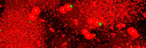Molecular Dynamics Visualization Institute For Visualization And Molecular Dynamics Visualization Institute For Visualization And