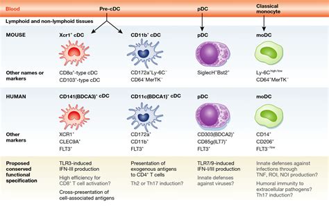 Dendritic Cell Maturation Functional Specialization Through Signaling Specificity And
