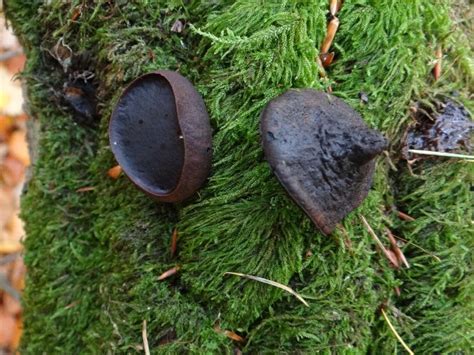 Mushroom Classification Dataset So Development