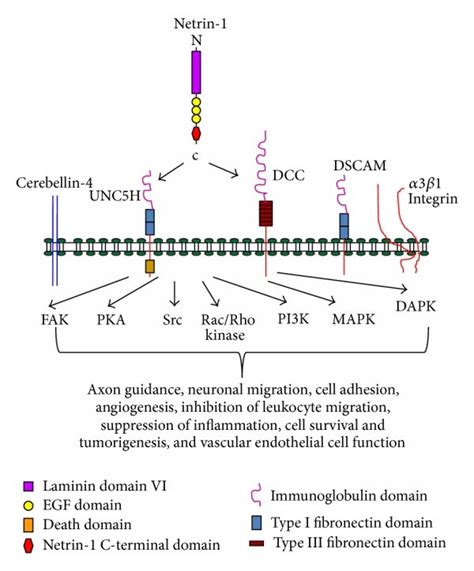 Netrin 1 Receptor Signaling And Known Functions Netrin 1 Is Known To Download Scientific