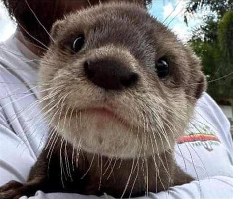 Pin By Kate Tallent On Otter Otters Otters Cute Otter Love