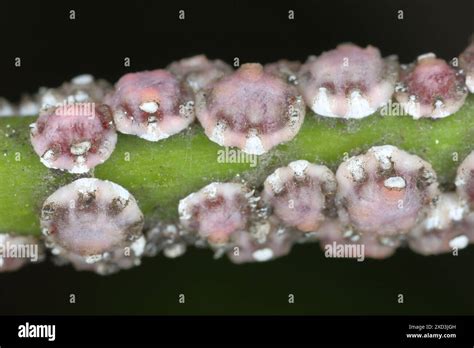 Fig Wax Scale Ceroplastes Rusci On Bay Laurel Laurus Nobilis Shrub