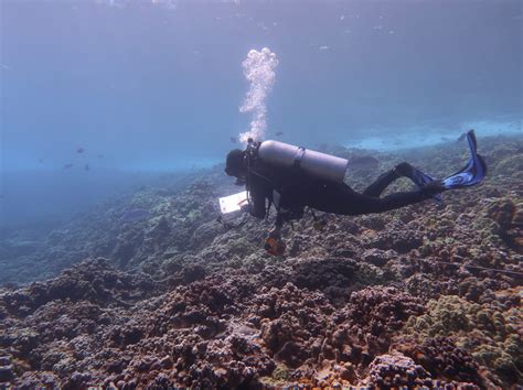 Coral Reefs Monitoring
