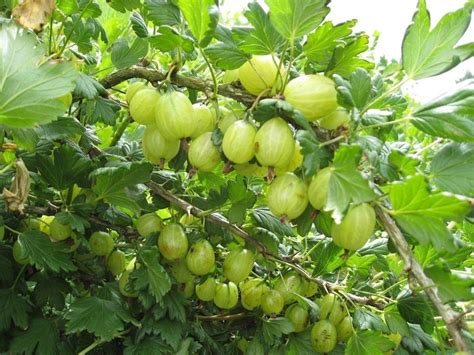 Vibegaard Planlæg Dit Besøg I Skærbæk Med Discover Denmark