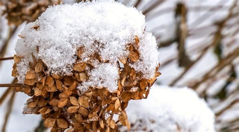 7 Care Tips To Help Prepare Your Hydrangeas For Winter