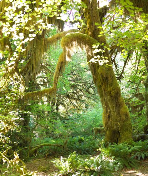 A Lush Green Forest Filled With Lots Of Trees Photo Free Forest Image