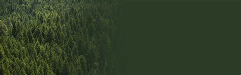 Consumer Overdraft Services