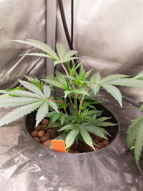 DWC Reservoir Temperature Grow Question By Billyandbarb GrowDiaries