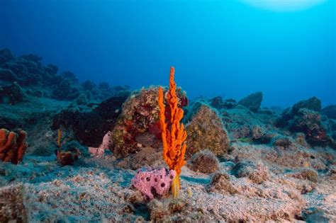 ishara nimeshi on linkedin global review of marine restoration