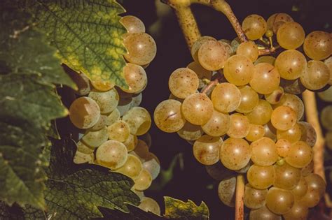 Your Complete Guide To Wset Level 2 Course Days And Exam Carboncraft