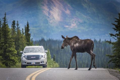 5 Fun Facts About Alaska Moose Alaska Trivia Alaska Tours