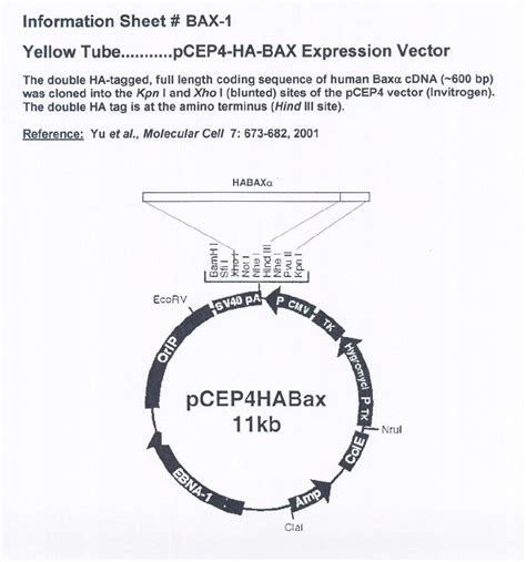 Addgene Pcep4 Ha Bax