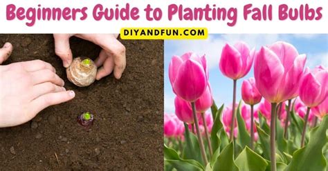 Beginners Guide To Planting Fall Bulbs Diy And Fun