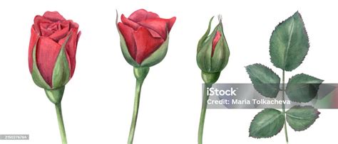 빨간 장미 장미는 개화의 다른 단계에서 꽃을 피웁니다 정원 식물 꽃 봉오리와 녹색 잎 흰색 배경에 고립된 수채화 그림입니다 결혼 준비 엽서에 0명에 대한 스톡 벡터 아트 및