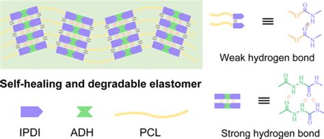 Self Healing And Degradable Polycaprolactone Based Polyurethane