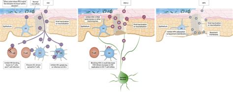 Hiv Hsv 2 And Hpv Initial Site Of Replication And Possible Strategies Download Scientific