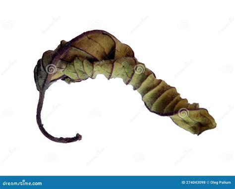 Tree Bark Isolated On White Background Stock Photo Image Of Forest Texture