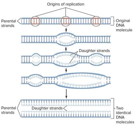 Hanaa Fayed On Linkedin Dividing The Job Dna Replication Occurs Simultaneously At Many Points…