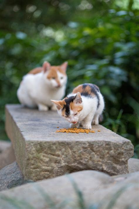 삼색고양이 사향고양이 살쾡이 귀여운 사진 배경 및 무료 다운로드를위한 그림 Pngtree