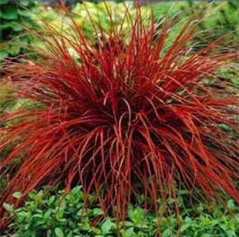 Fire Dance Ornamental Grass Ziergras Garten Bepflanzen Garten
