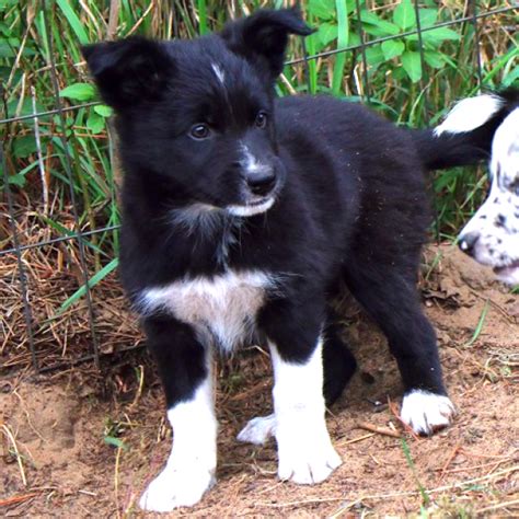 Ted Play Rising Sun Farm