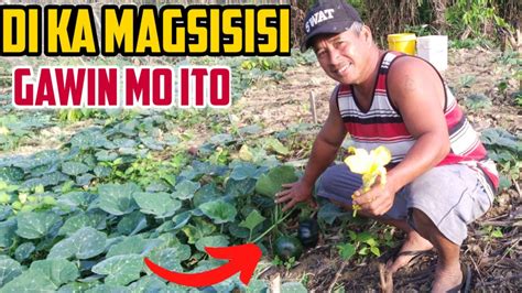 Ito ang GAWIN mo upang MABUO at MARAMING BUNGA ang iyong KALABASA| Paano magpaasawa ng kalabasa ...