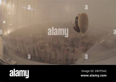 Extraction Of Mucin From Snails The Modern Method Of Snail Extraction Of Mucin Snails In