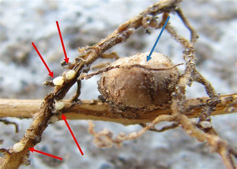 Soybean Cyst Nematode Action Month High Plains Journal