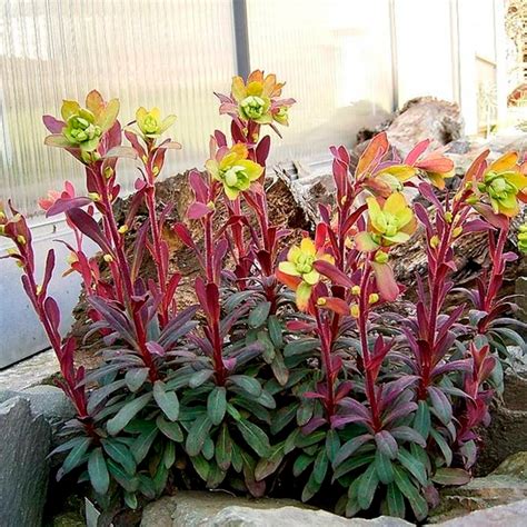Молочай мигдалеподібний ‘Purpurea’ / Euphorbia amygdaloides ‘Purpurea ...