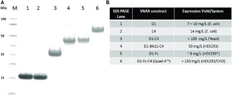 Sds Page And Protein Expression Yield Analysis Of Variable New