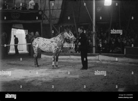 Actual 10 1946 Circus In The City Circus Berny And Rex Are Visiting