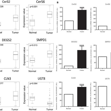 Overview Of Ceramide Metabolism Substrates And Intermediates In The