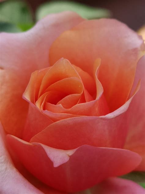 50 000 Kostenlose Romantic Innocence Und Romantic Bilder Pixabay