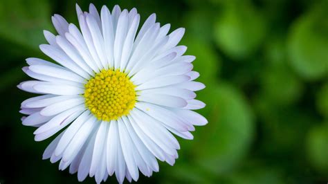15 Best Flower Wallpaper 4k Ultra Hd You Can Download It Free