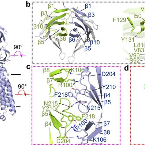 Dimer Interface Of Sidt2 A The Dimer Interface Of Sidt2 Can Be Divided