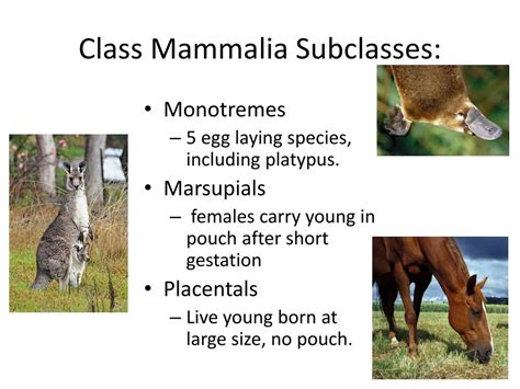 Ppt Mammals Like You Powerpoint Presentation Free Download Id1894288