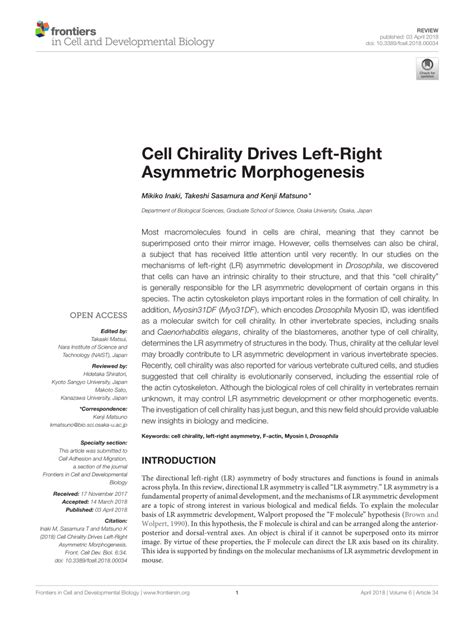 Pdf Cell Chirality Drives Left Right Asymmetric Morphogenesis