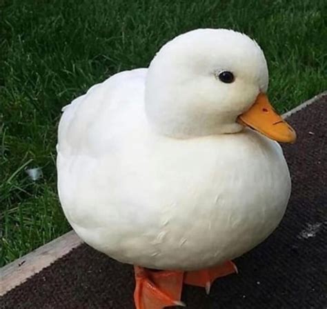Worlds Cutest Duck