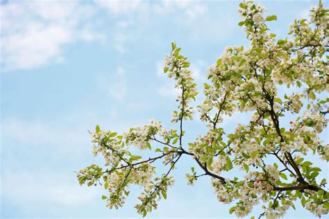 Monoecious Vs Dioecious Trees Treenewal