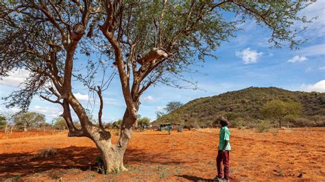 Honey Bees Are Giving Kenyan Farmers New Hope