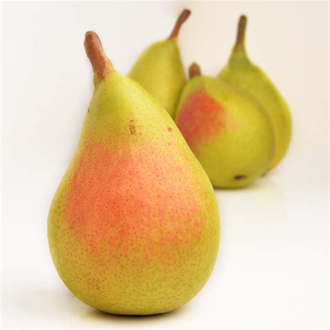 Pera Ercolini Huertas