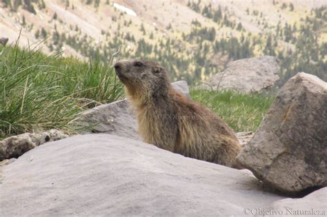 Marmota Alpina Objetivo Naturaleza