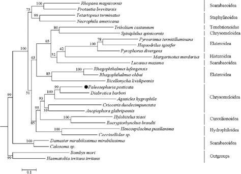 Maximum Likelihood Ml Tree Based On The Nucleotide Sequence For 13