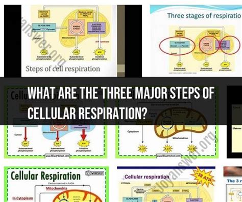 Three Major Steps Of Cellular Respiration Energy Extraction Process JoyAnswer Org
