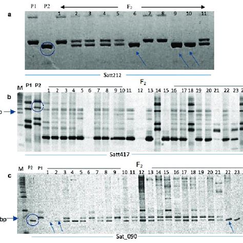 Colorimetric Assay Of Soybean Seed Lipoxygenase Enzymes For Soybean In Download Scientific