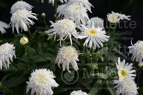 Photo Of Leucanthemum Angel Daisy Shasta Daisy