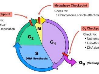 Cell Cycle Regulation By Check Points The Science Notes