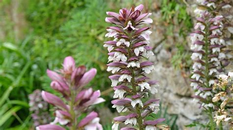 How To Plant Grow And Care For Acanthus