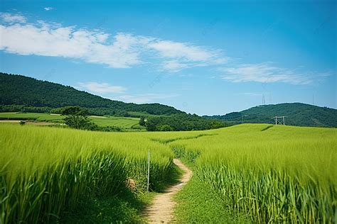 The Path Through The Small Grassy Field Background Gyeongbuk High