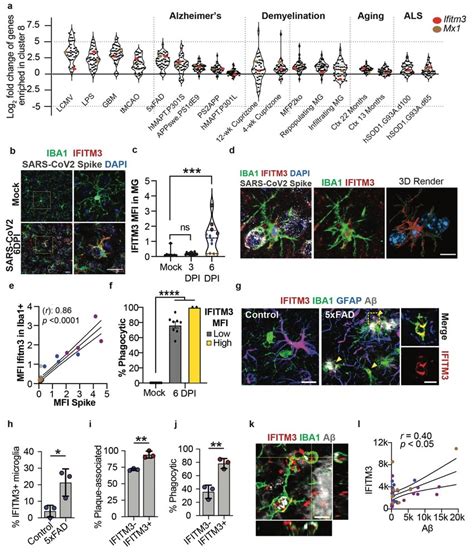 Microglia Upregulate A Conserved Interferon Response Signature In